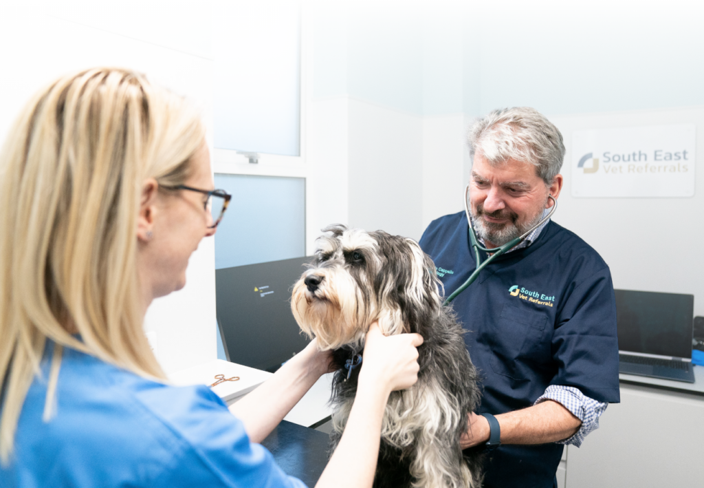 Independent Veterinary Referrals Kent - South East Vet Referrals